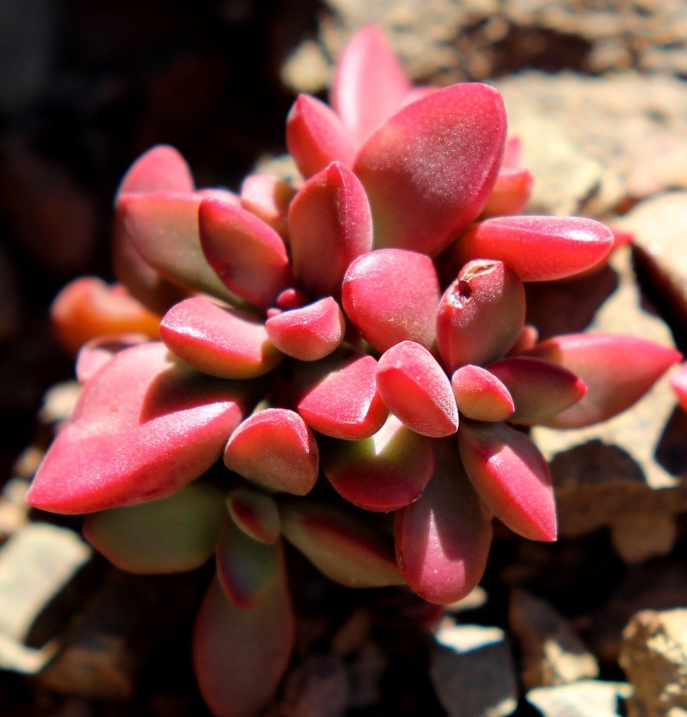 stonecrop family from Central Karoo DC, South Africa on November 9 ...