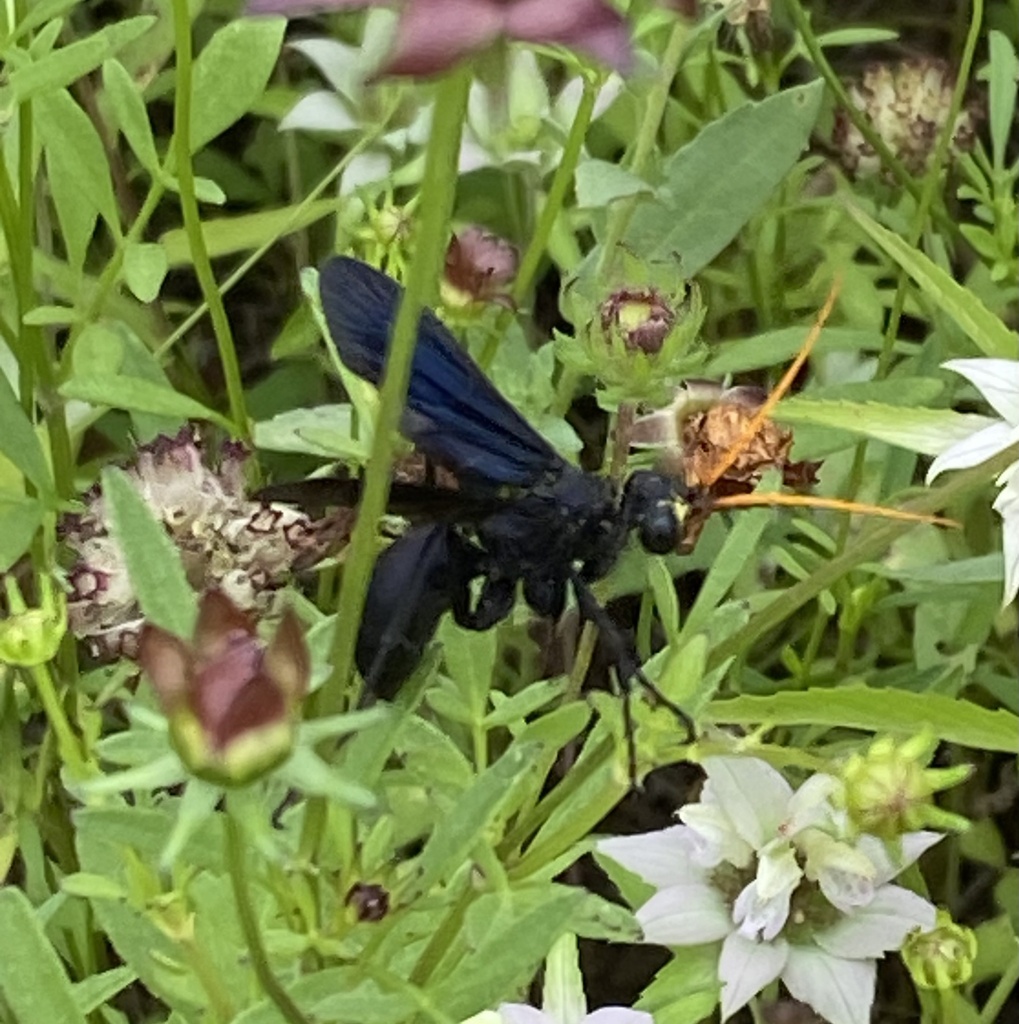 Elegant Tarantula-hawk Wasp from Floresville, TX, US on May 4, 2024 at ...
