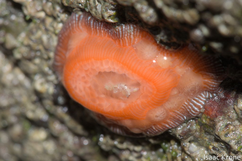 Brooding Anemone from Cabrillo National Monument, San Diego, California ...