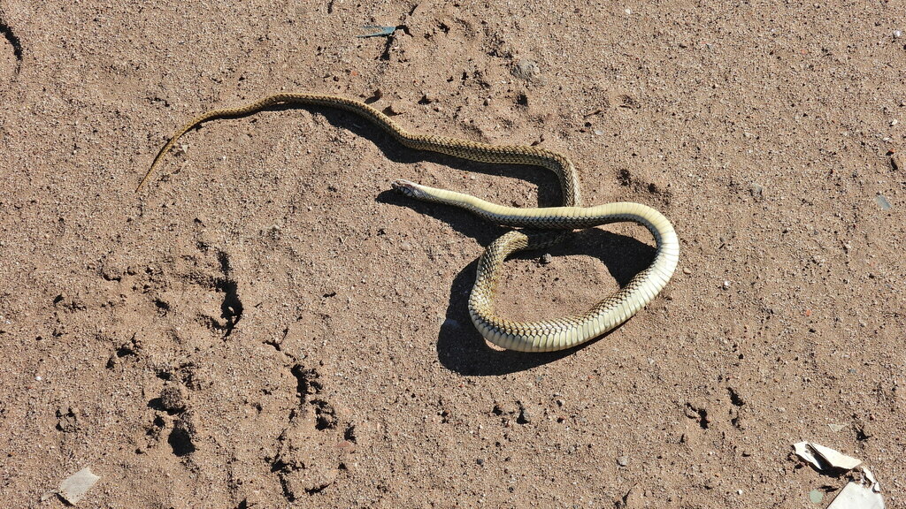 Patagonian Racer from Maracó, La Pampa, Argentina on May 4, 2024 at 11: ...