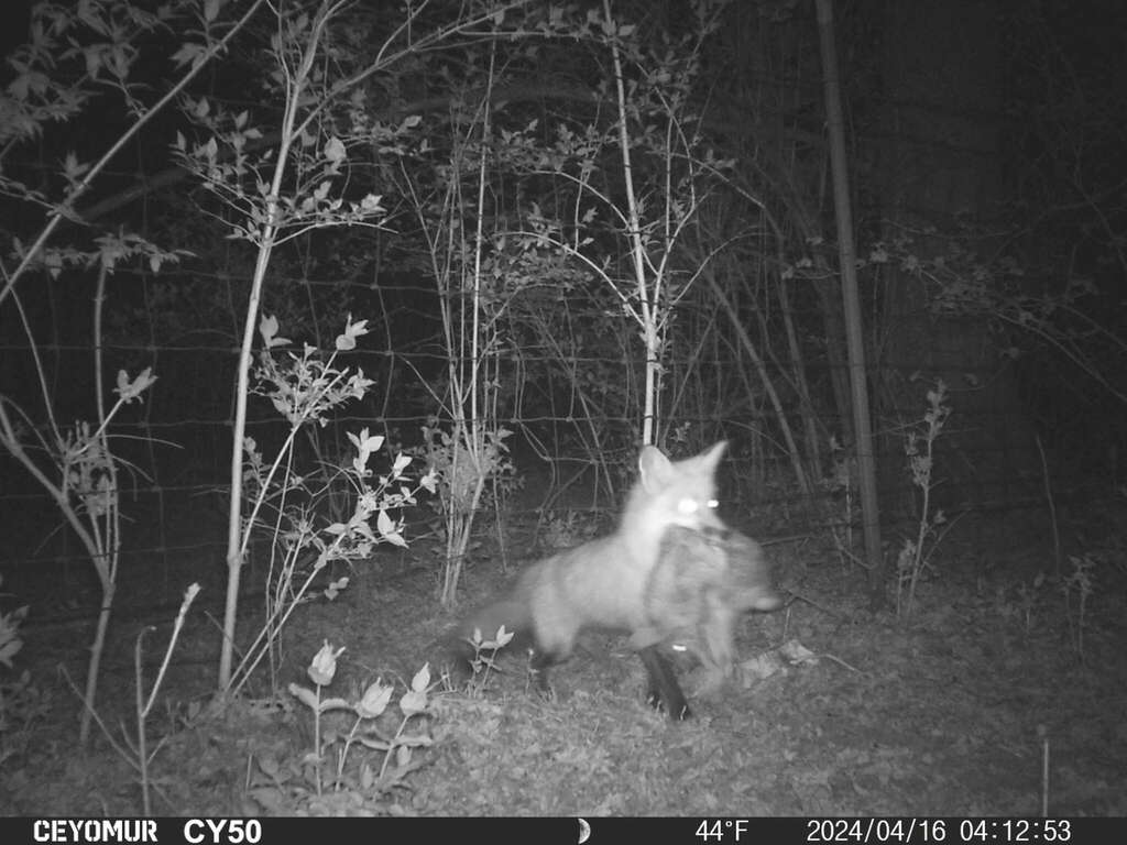 Red Fox from Winnebago County, IL, USA on April 16, 2024 at 04:12 AM by ...