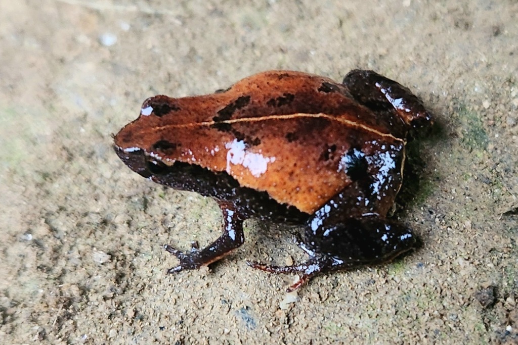 Geobatrachus walkeri (Anfibios El Dorado) · iNaturalist