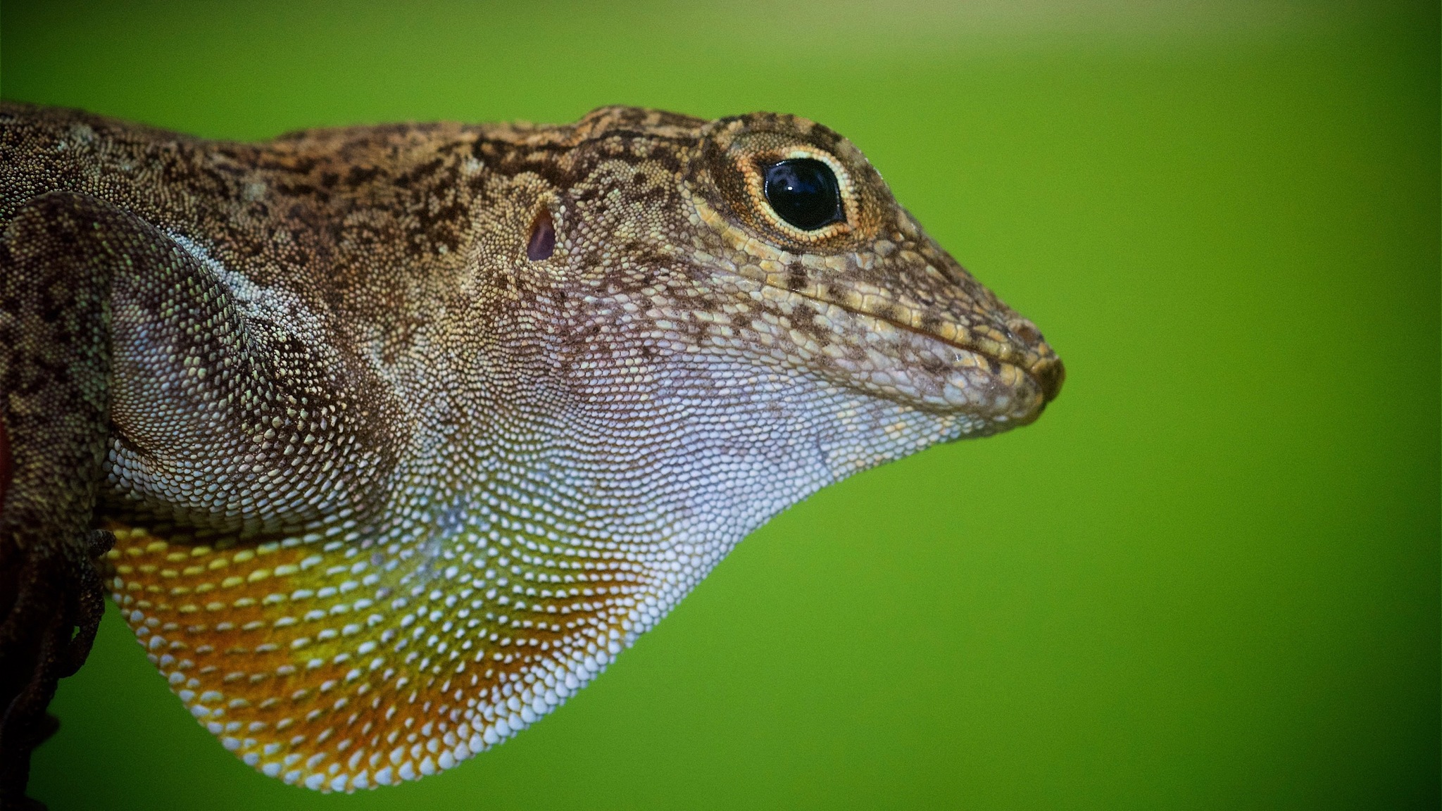 Anolis Cristatellus