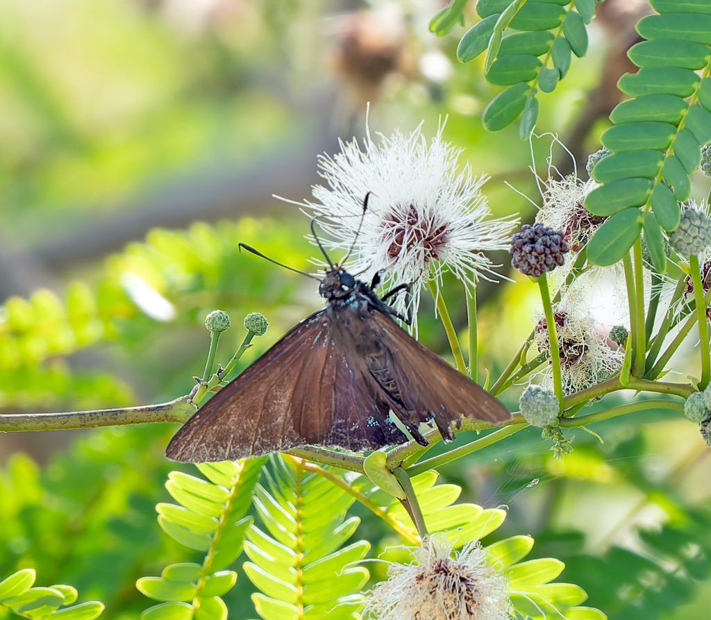 Florida Mangrove Skipper from Bonita Springs, FL, USA on May 4, 2024 by ...