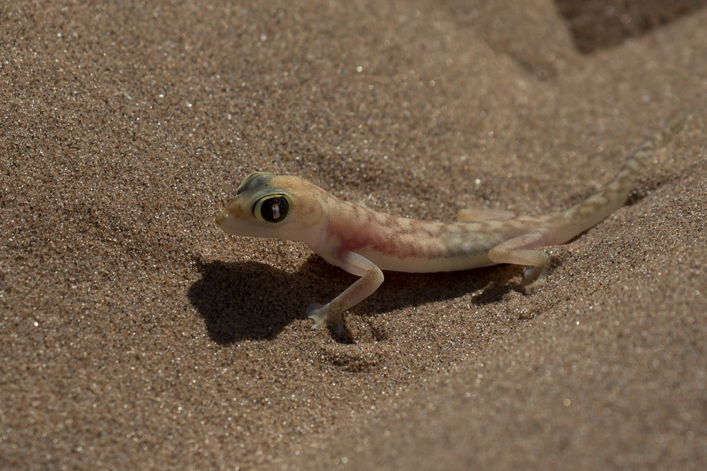 Namib Sand Gecko from Erongo Region, Namibia on April 20, 2024 at 10:15 ...