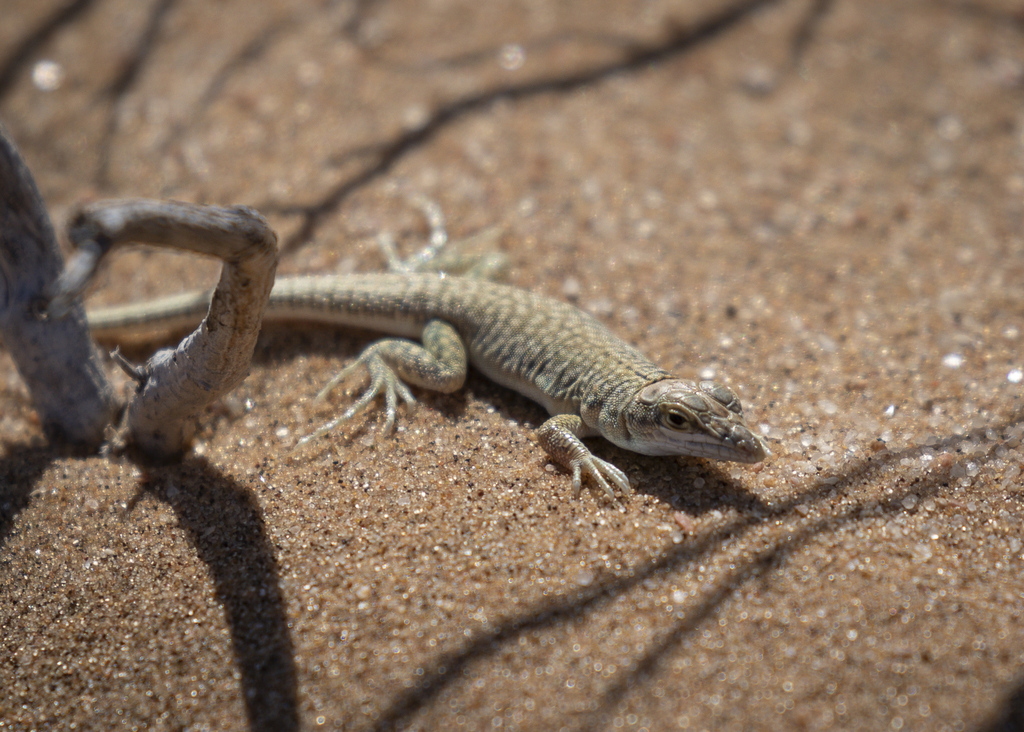Reticulate Sand Lizard from Erongo Region, Namibia on April 20, 2024 at ...