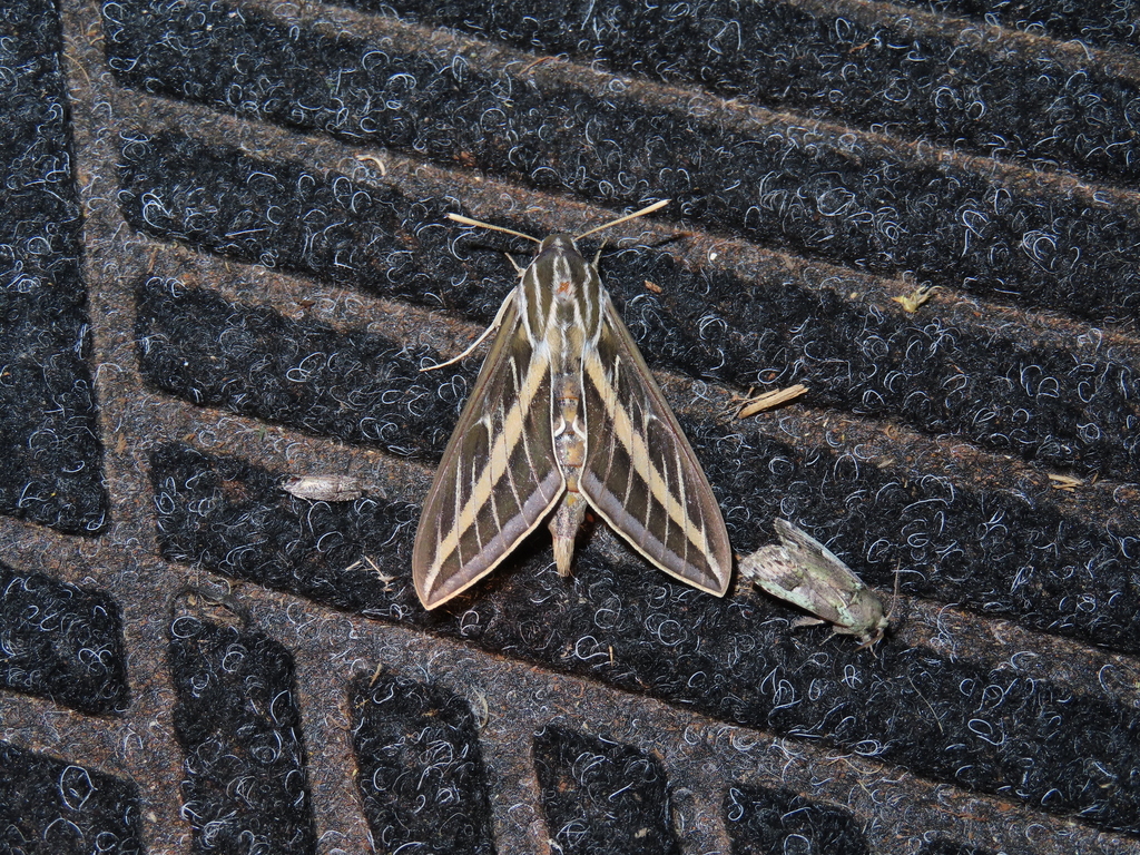 White-lined Sphinx from Dimmit County, TX, USA on May 2, 2024 at 06:42 ...