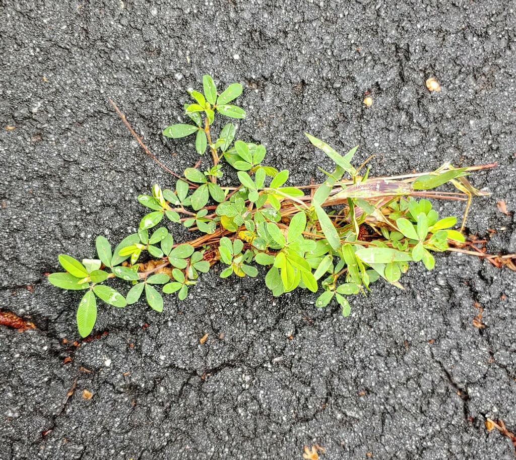 Japanese Clover from Mountain Park, GA, USA on May 4, 2024 at 11:43 AM ...
