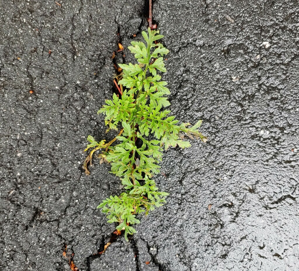 common ragweed from Mountain Park, GA, USA on May 4, 2024 at 11:43 AM ...