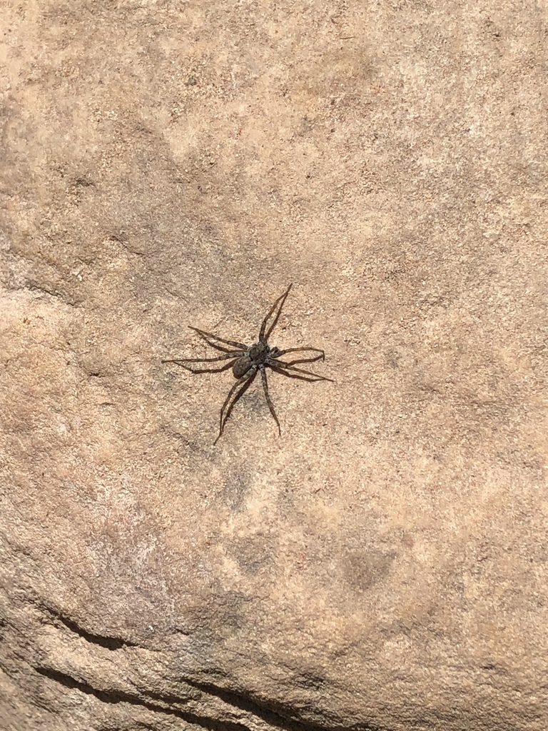 Wolf Spiders from Red Rock Canyon National Conservation Area, Clark ...