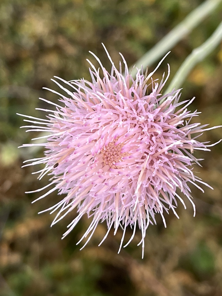 Cobwebby Thistle from Temecula, CA, US on May 4, 2024 at 11:21 AM by ...