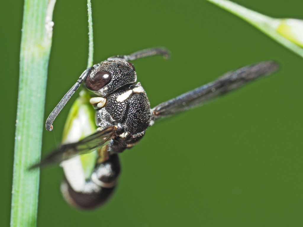 Leptomenes eumenoides from Glen Barrie, George, Western Cape, South Africa on November 7, 2023 ...