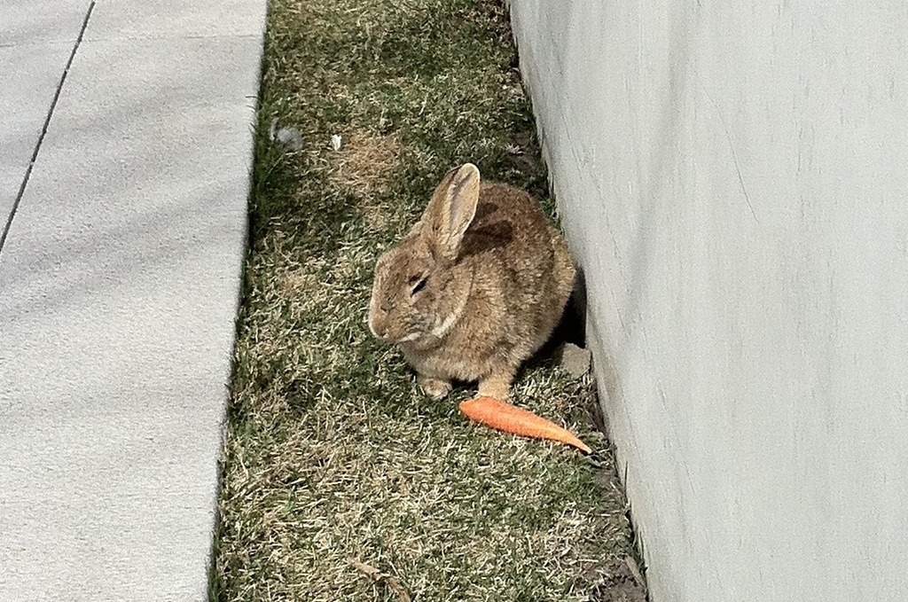 European Rabbit from Centre Ave NE, Calgary, AB, CA on April 10, 2012 ...