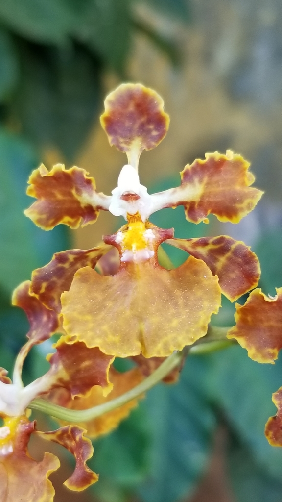 spotted mule-ear orchid from Trinidad, CU-SS, CU on May 2, 2019 at 05: ...