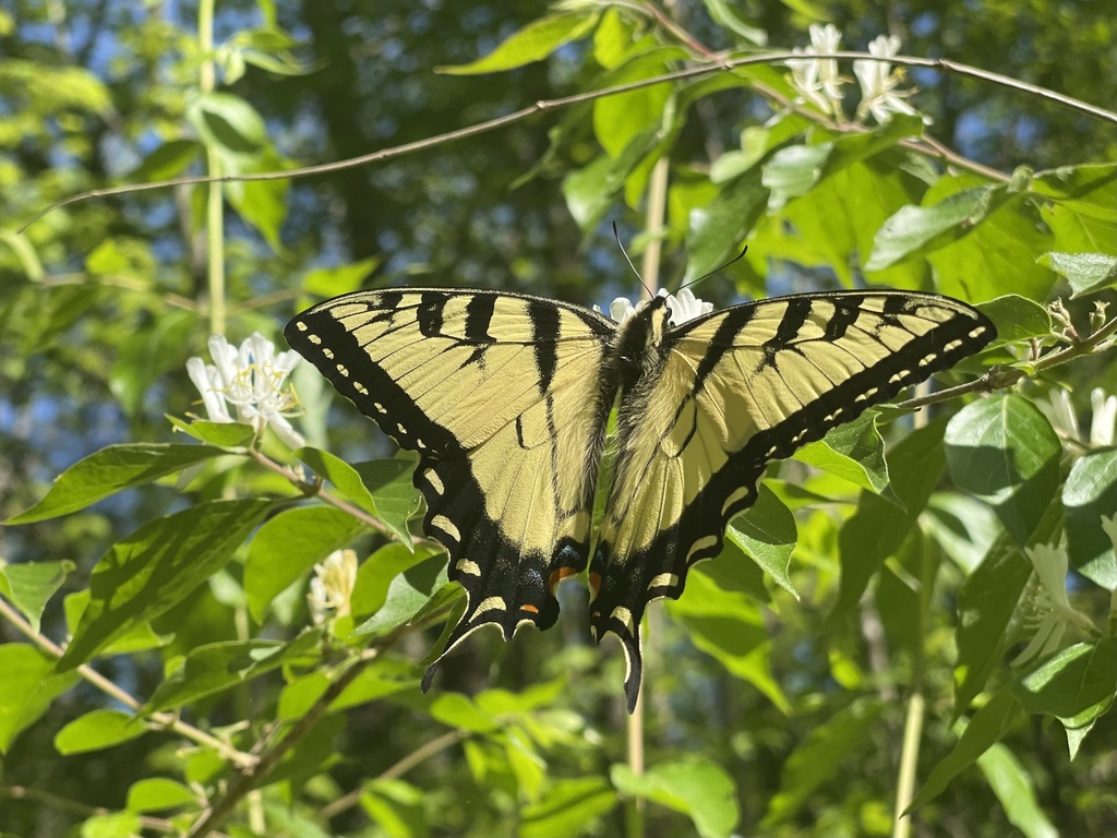 Appalachian Tiger Swallowtail from Sullivan County, TN, USA on May 1 ...