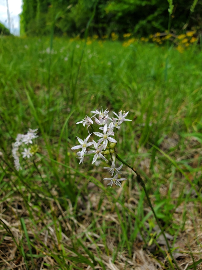 common Canadian meadow garlic from Starkville, MS 39759, USA on May 04 ...