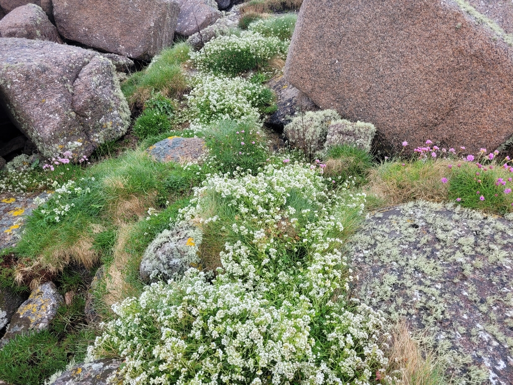 Scurvy grass from Municipal District of Glenties, Co. Donegal, Ireland ...