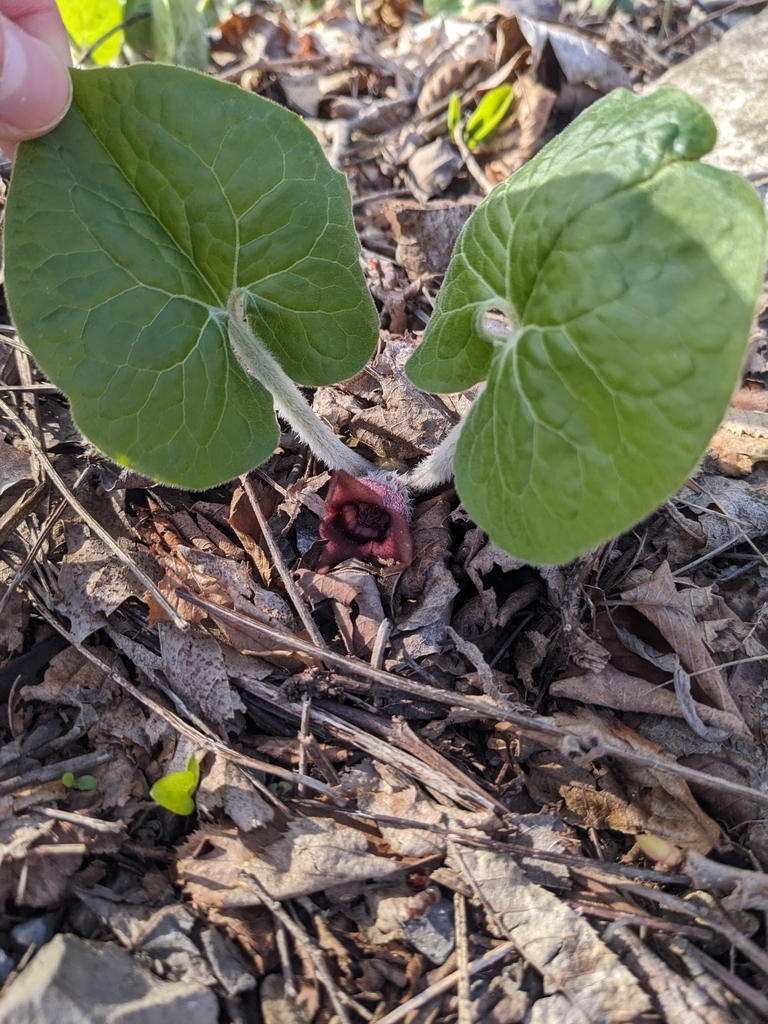 Canadian wild ginger from Kingston, ON, Canada on April 21, 2024 at 05: ...