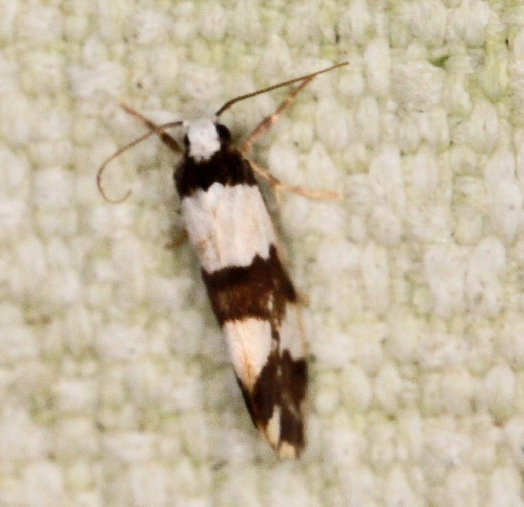 Little Mask Philenora from Mount Mellum QLD 4550, Australia on May 5 ...