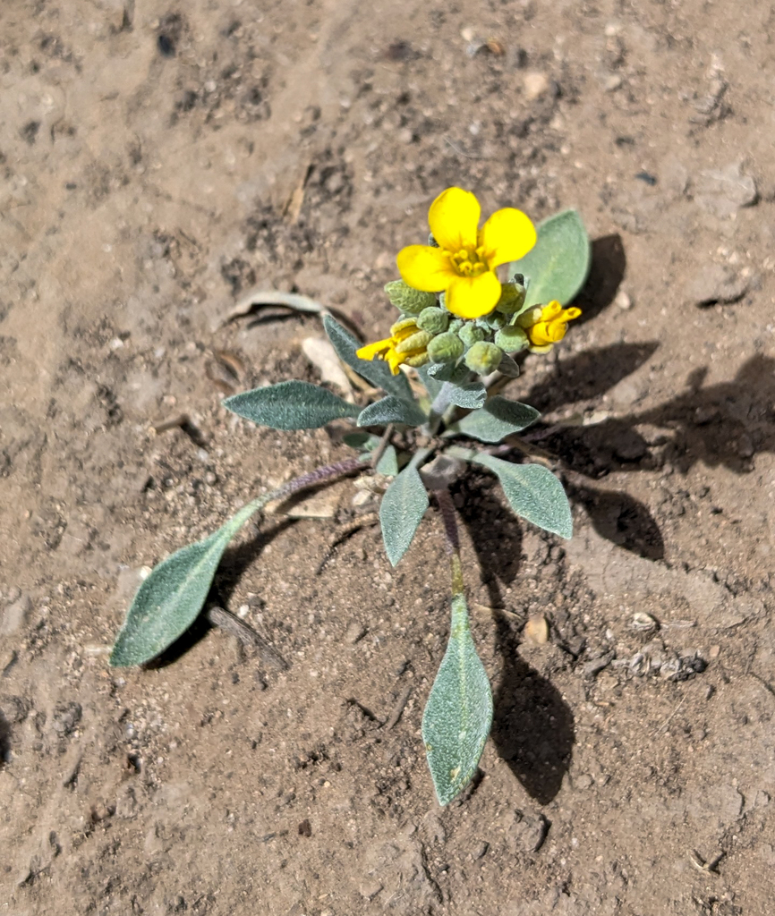 Gordon's bladderpod from Eddy County, NM, USA on March 7, 2024 at 12:56 ...