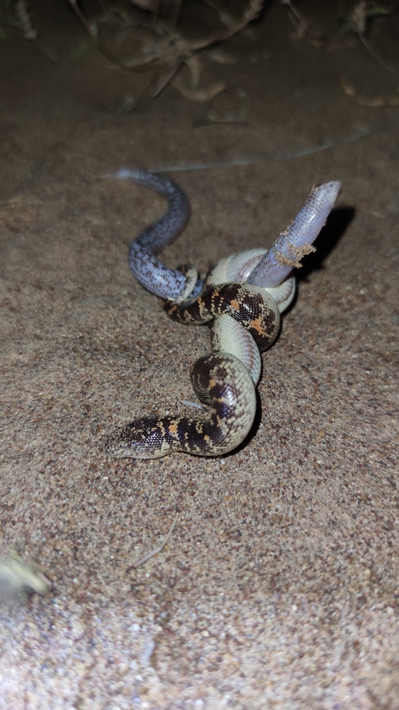 Zarudny's Worm Lizard from Hamidieh, Khuzestan Province, Iran on April ...