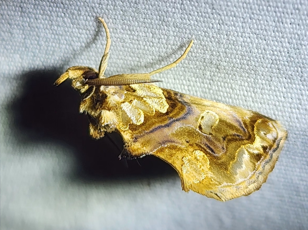 Moonseed Moth from Midlothian, TX, USA on April 26, 2024 at 10:09 PM by ...