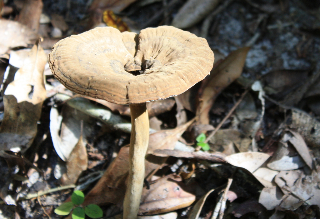 red-staining stalked polypore from Brisbane QLD, Australia on August 19 ...