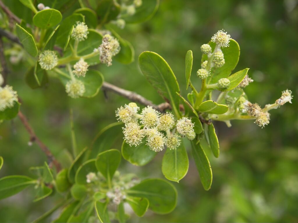 Green Buttonwood from Monroe, Florida, United States on April 29, 2024 ...