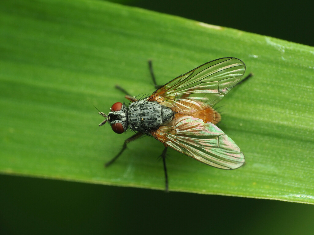 Root-maggot Flies from Northwest Washington, Washington, DC, USA on ...