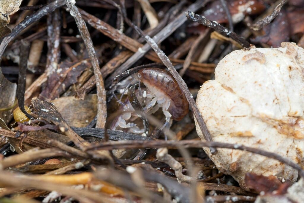 Terrestrial Amphipods from Monroe, Florida, United States on April 29 ...