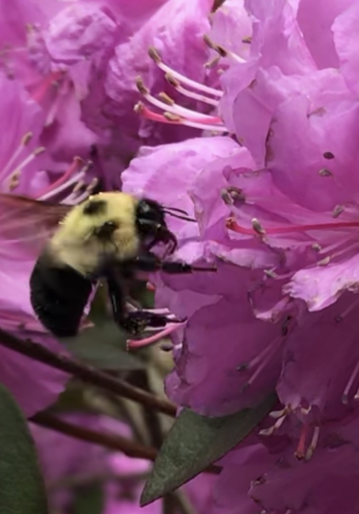 Two-spotted Bumble Bee from Lake Bomoseen, Castleton, VT, USA on May 4 ...