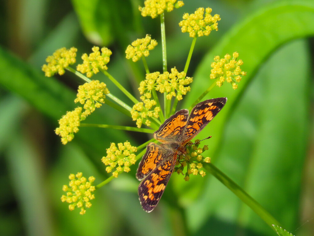 Pearl Crescent from Coles County, IL, USA on May 2, 2024 at 09:51 AM by ...