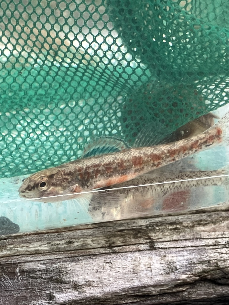 Iowa Darter from Stillwater, MN, US on May 4, 2024 at 01:14 PM by Sean ...