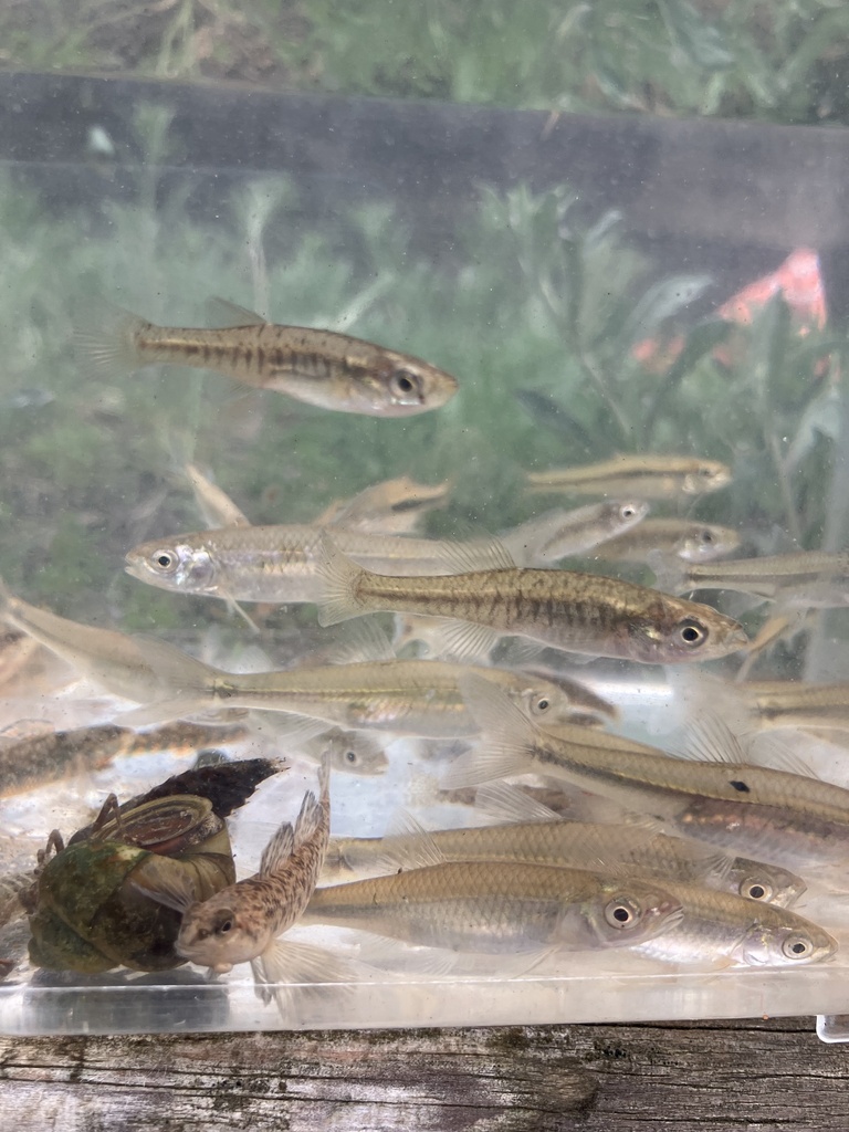 banded killifish from Square Lake, Stillwater, MN, US on May 4, 2024 at ...