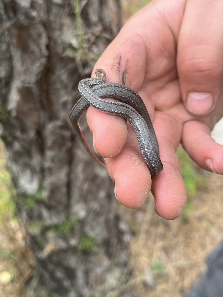 Northern Redbelly Snake in May 2024 by Riley Stanton · iNaturalist