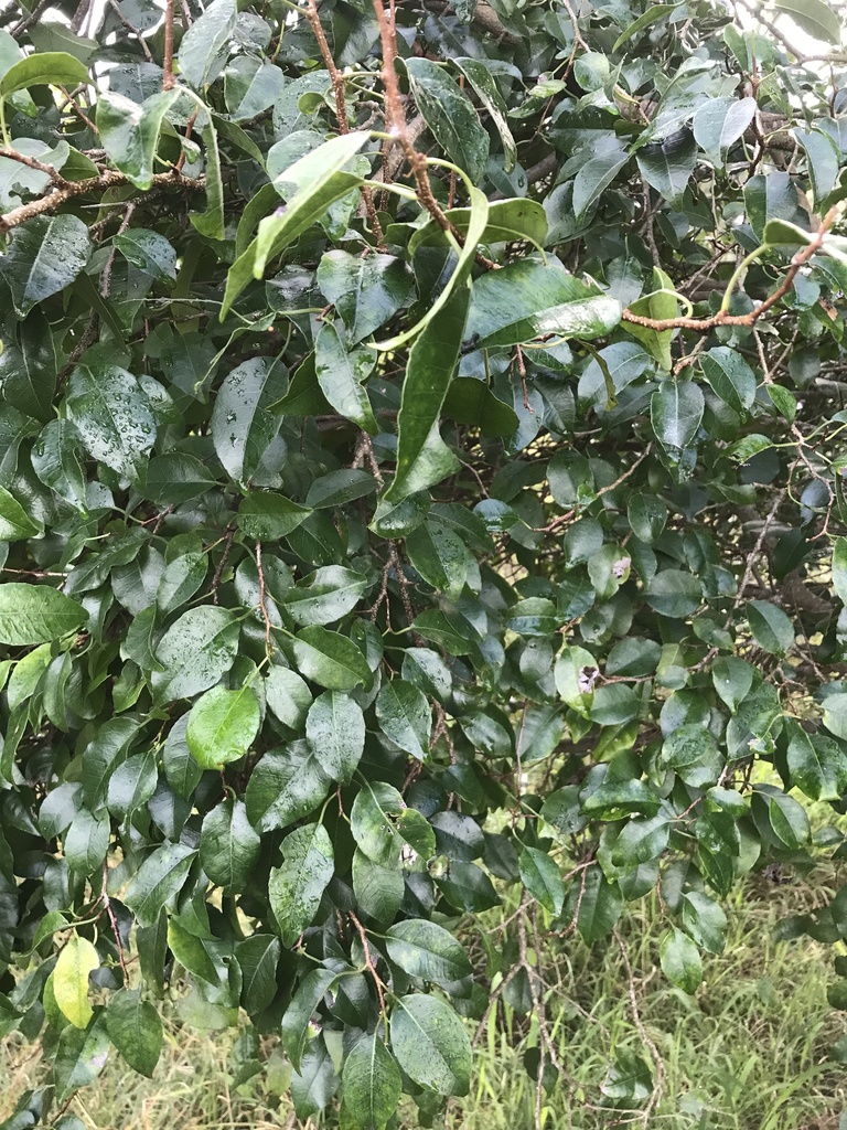 Scrub poison tree from Mundoolun, QLD, AU on May 5, 2024 at 07:08 AM by ...