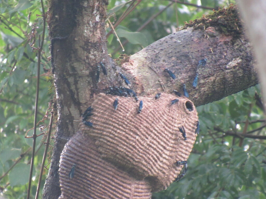 Northern Warrior Wasp from Anton Valley, Coclé Province, Panama on ...