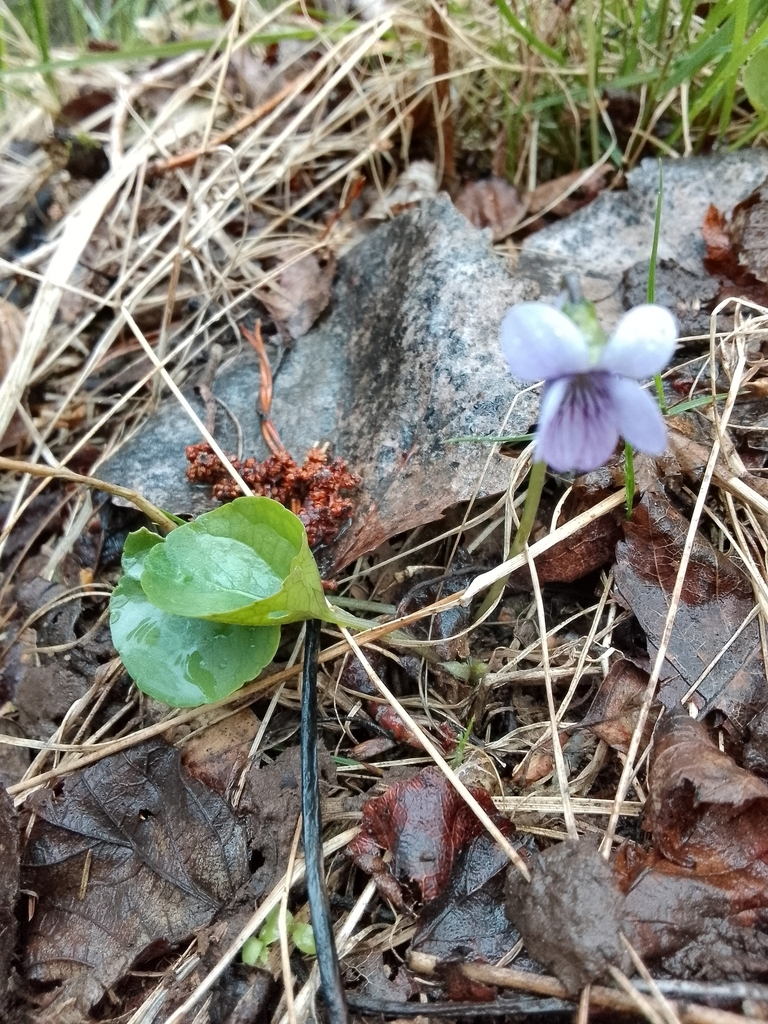 alpine marsh violet from Новгородская обл., Россия, 173520 on May 4 ...