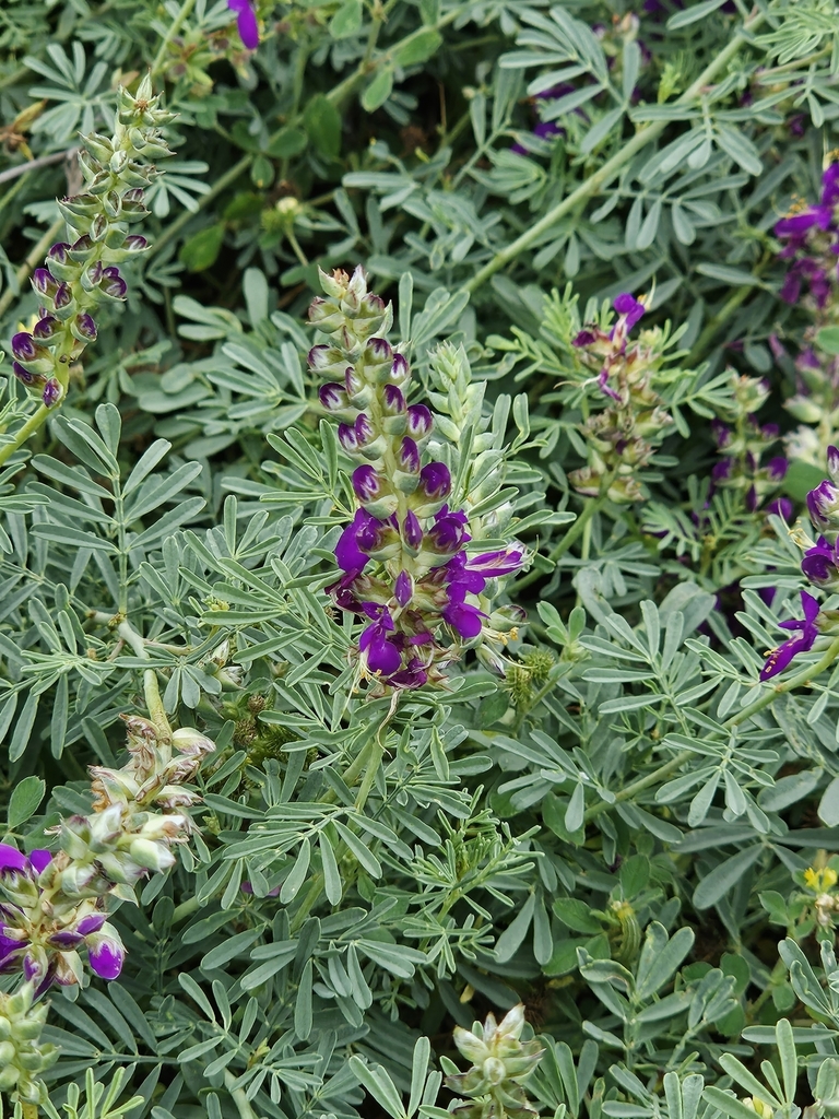 Purple Dalea from Junction, TX 76849, USA on May 4, 2024 at 04:17 PM by ...