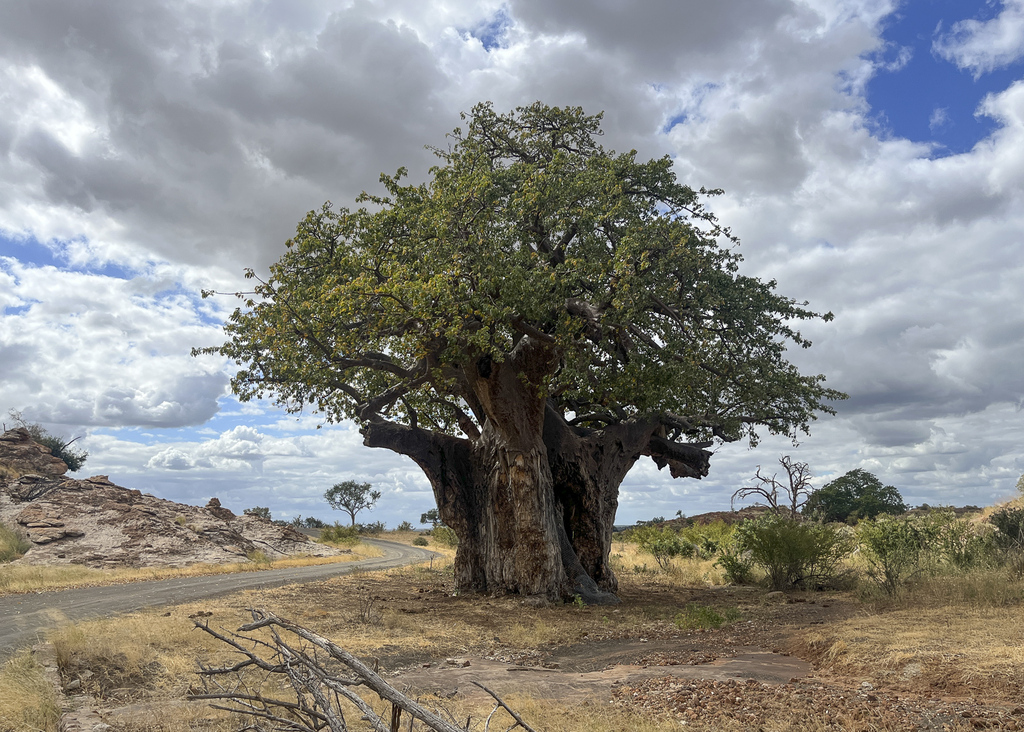 African baobab from Mapungubwe National Park, Vhembe, Limpopo, South ...