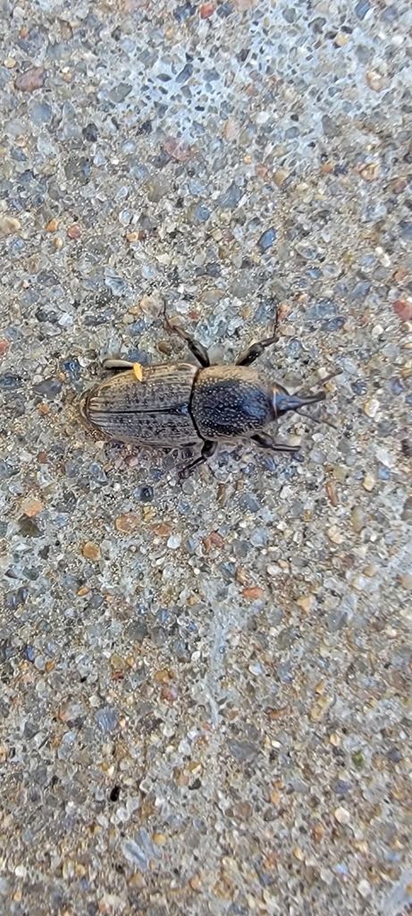 Hunting Billbug from Tulsa, OK, USA on April 22, 2024 at 11:59 AM by ...