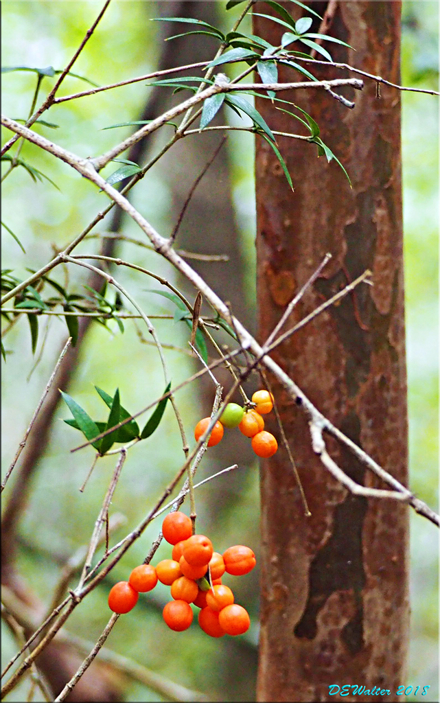 Chain Fruit from Amamoor Creek QLD 4570, Australia on March 18, 2018 at ...