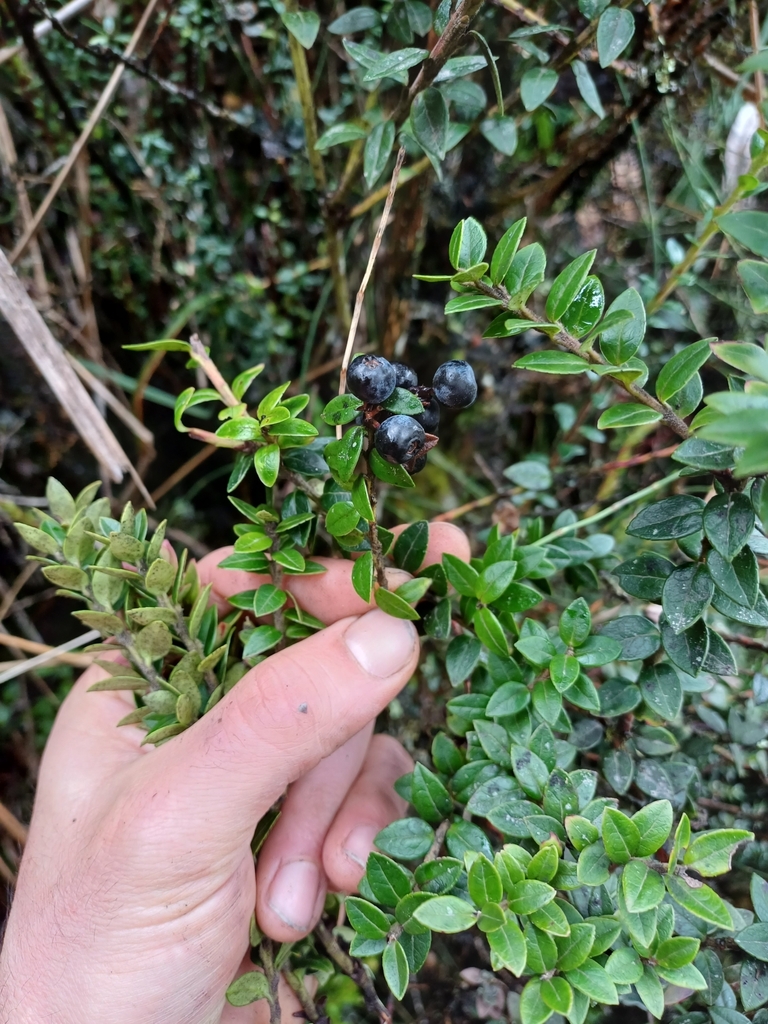 Andean blueberry from Parque Nacional Sangay, EC-MS-MO, EC-MS, EC on ...