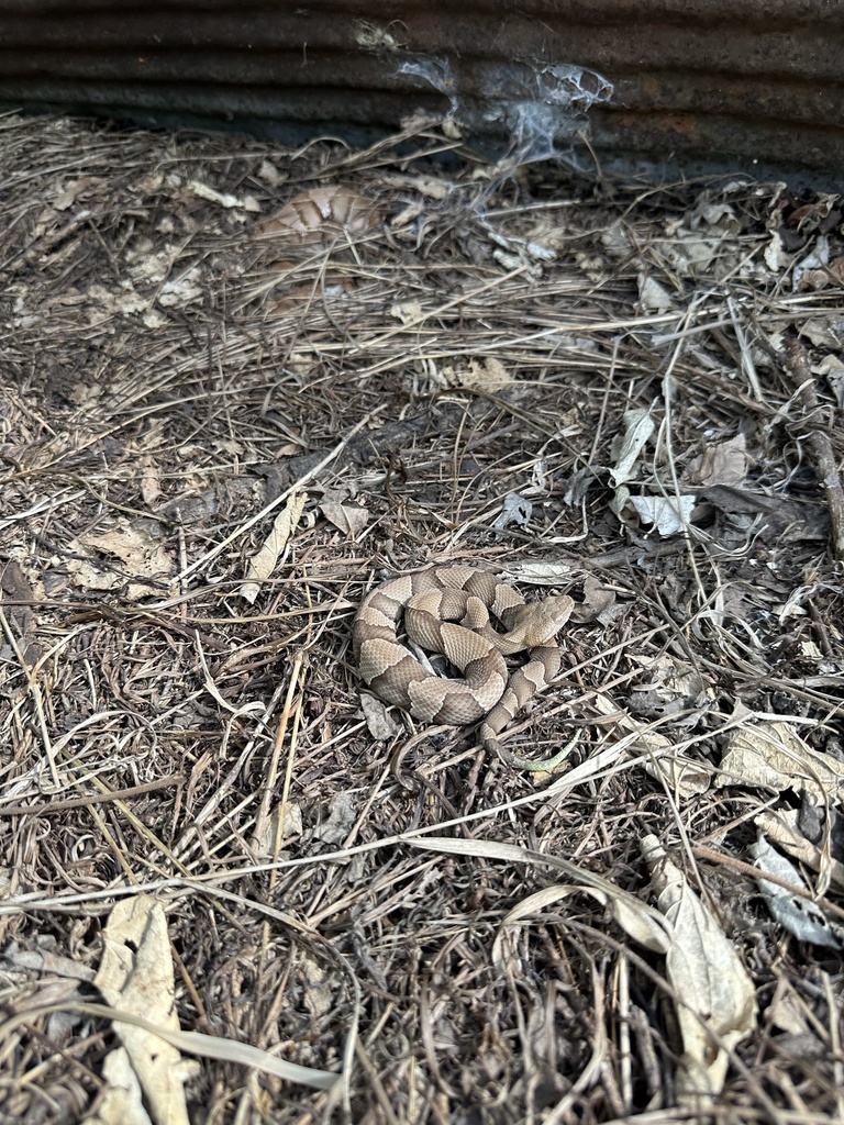 Eastern Copperhead in May 2024 by Anna Olderbak. x2 · iNaturalist