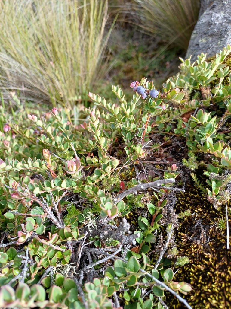 Andean blueberry from Riobamba, EC-CB, EC on May 4, 2024 at 03:51 PM by ...