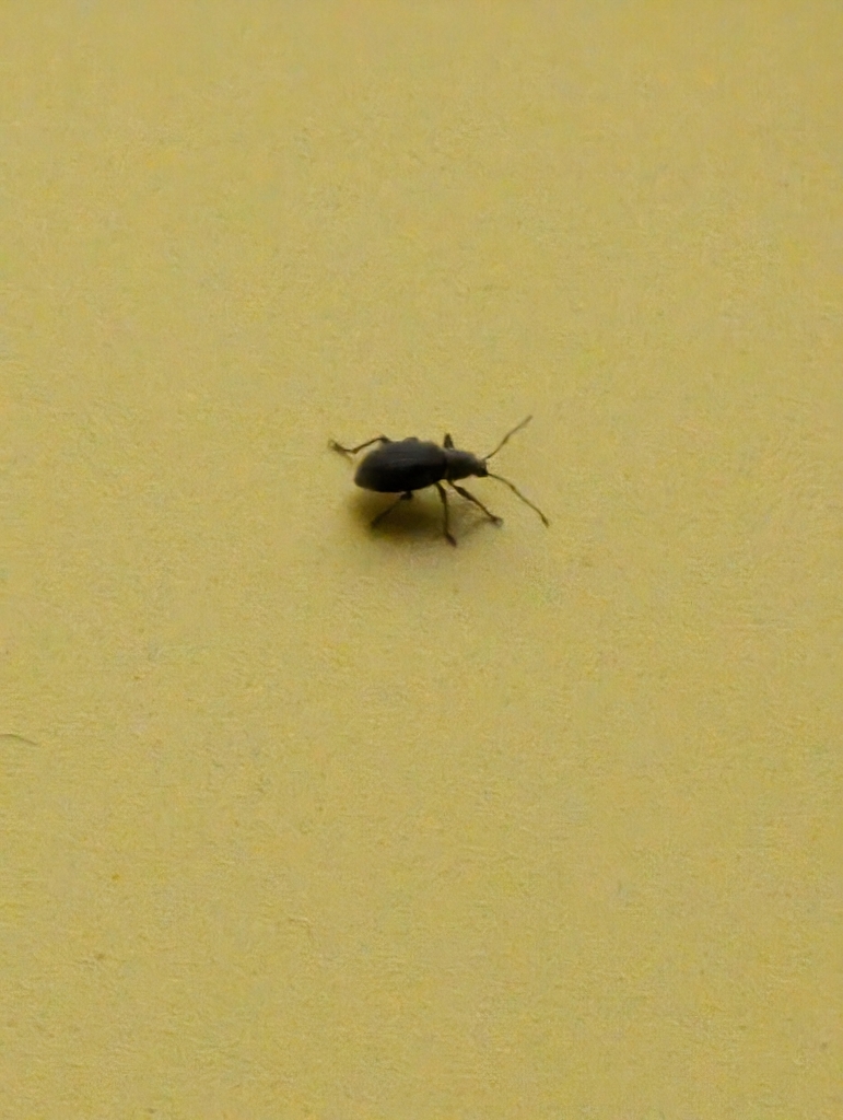 Broad-nosed Weevils from John Ball Park, Grand Rapids, MI 49504, USA on ...