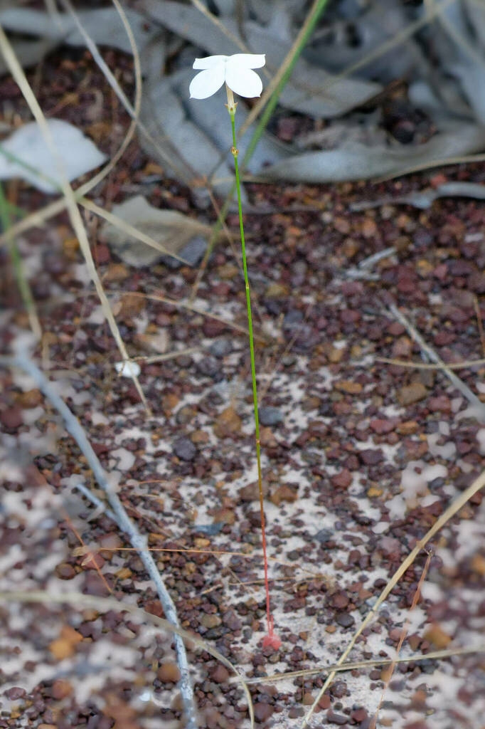 flowering plants from Beswick Creek NT 0852, Australia on April 26 ...