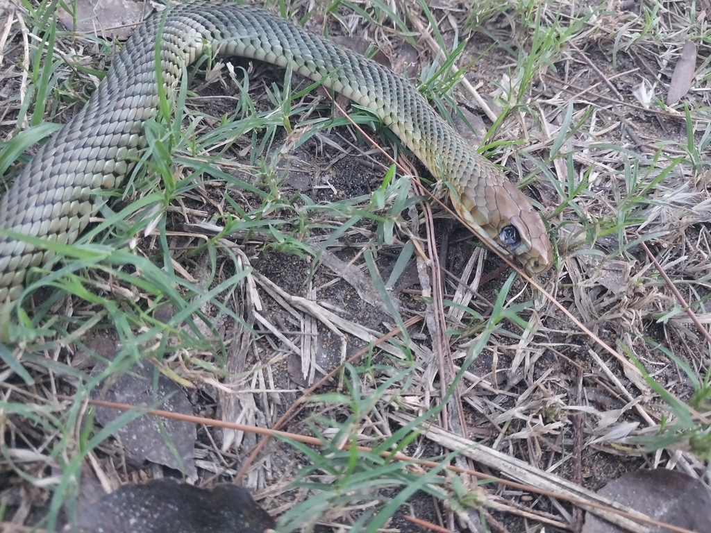 Patagonian Racer from Gral Obligado, Santa Fe, Argentina on April 26 ...