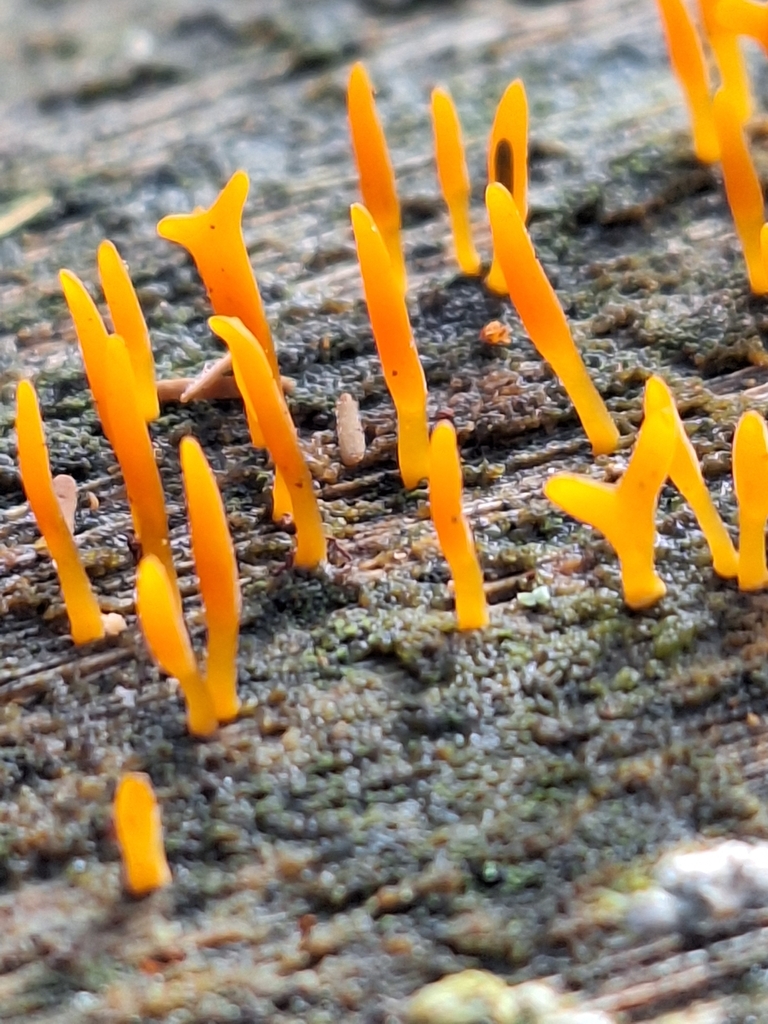 Calocera sinensis from Macclesfield VIC 3782, Australia on May 5, 2024 ...