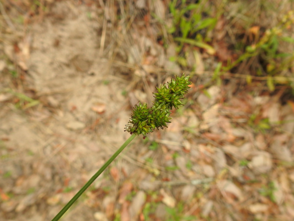 Muhlenberg's Sedge from Cherokee, Texas, United States on April 30 ...